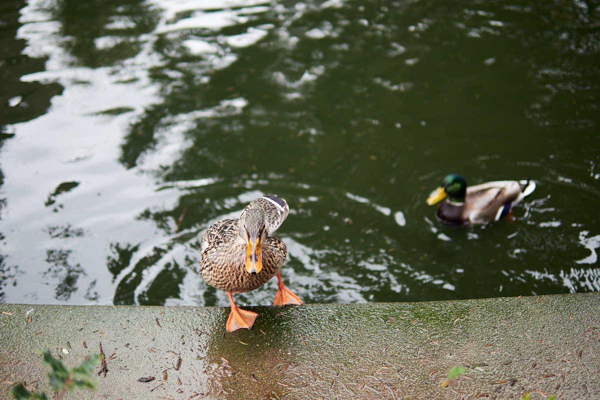 Duck Around & Find Out | Where is Steve?